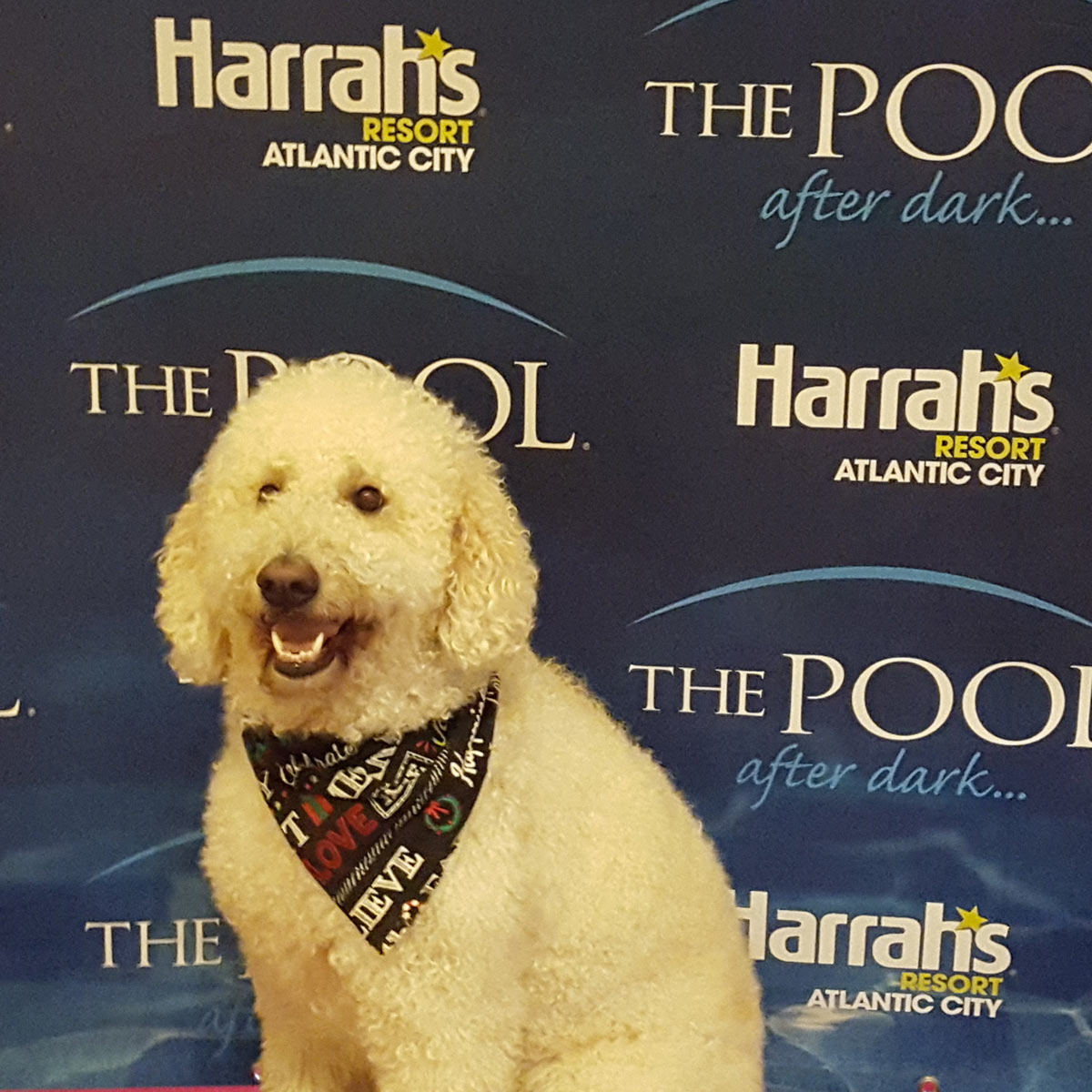 Virtual Cat Screen Cleaner: Dog Virtual Cleaner